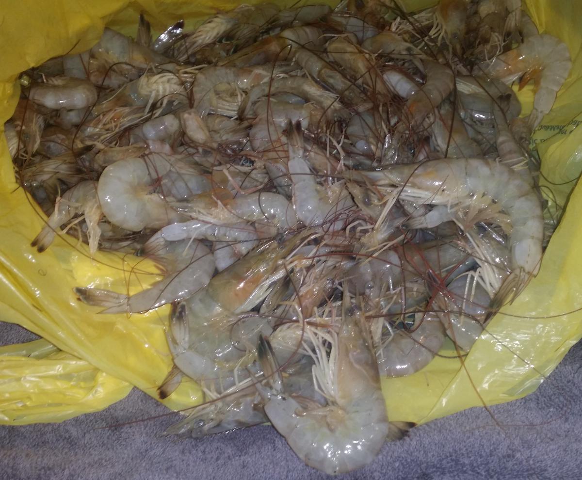 Fresh Gulf Shrimp: Where to Get 'Em and How to Cook 'Em - cajuncoast.com